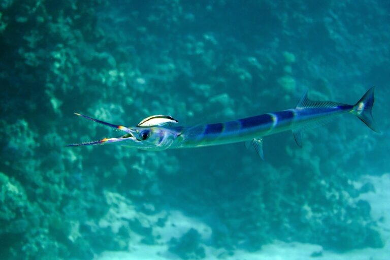 Needlefish Species: Scientific Information and Fun Facts - American Oceans