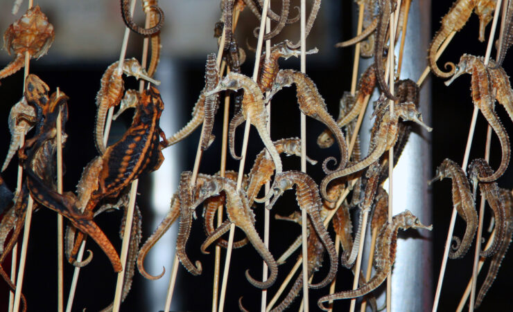 Can You Eat Seahorse and How Does It Taste?