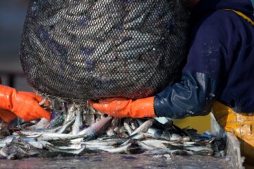 Trawling - The Controversial Fishing Method - American Oceans