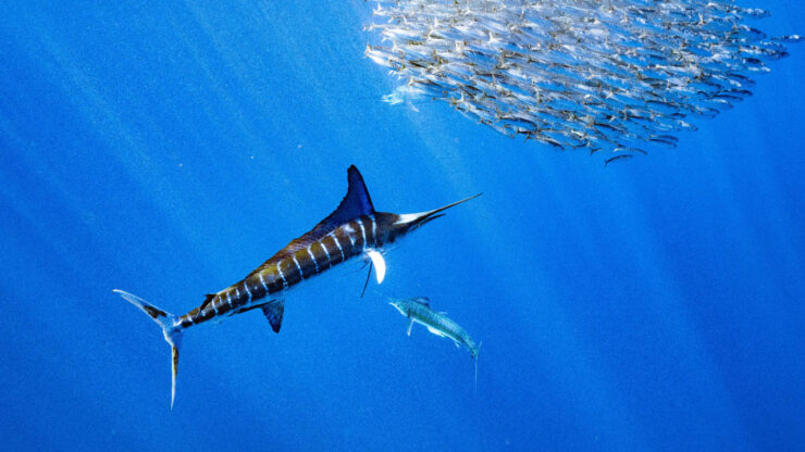 What's the Difference Between a Sailfish and a Marlin?