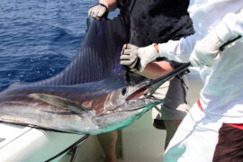 Can You Eat Sailfish and How Does It Taste?