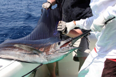 Can You Eat Sailfish and How Does It Taste?