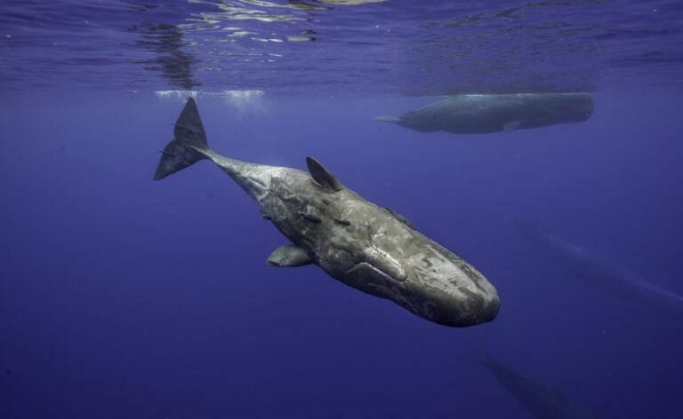 Why is it Called a Sperm Whale?