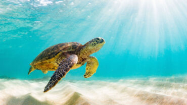 What Are The Different Types of Sea Turtles