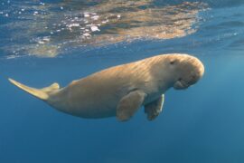 What's the Difference Between a Dugong and a Manatee?