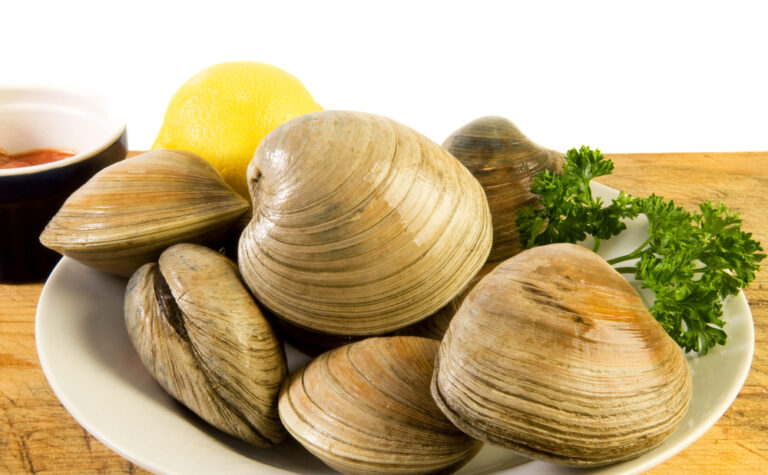 All the Different Types of Clams