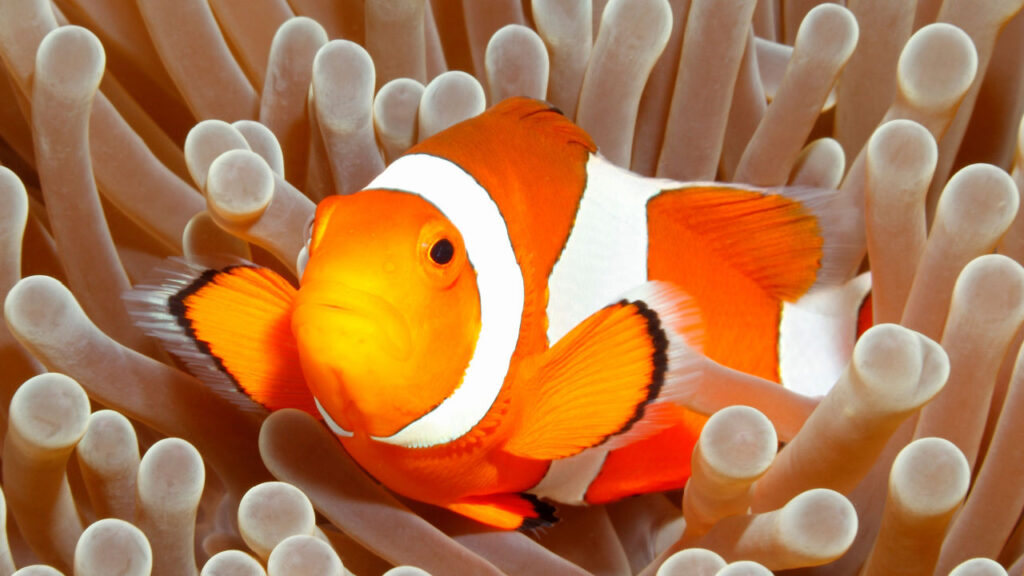 Can You Eat Clownfish and How Does It Taste?