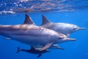 The Incredible Way Dolphins Sleep Without Drowning