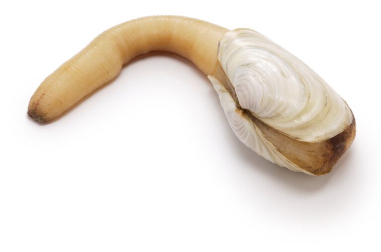 All the Different Types of Clams