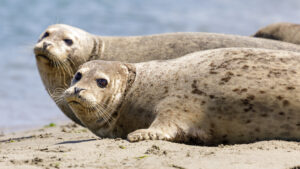 What Are The Different Types of Seals