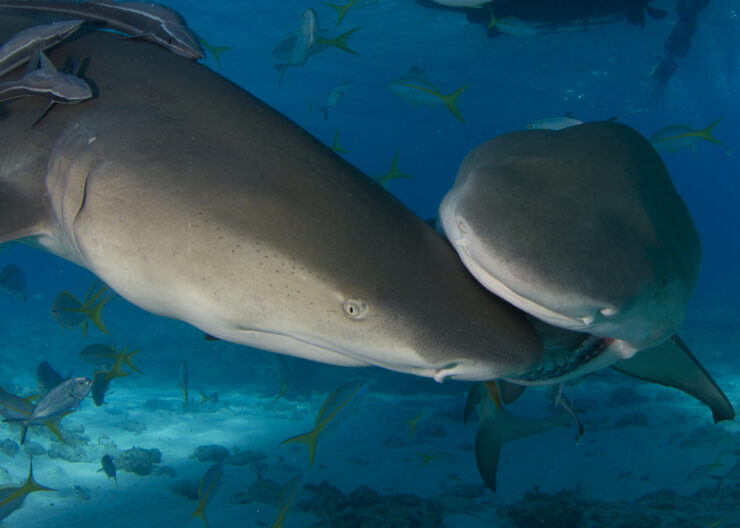 Do Sharks Have Scales? - American Oceans