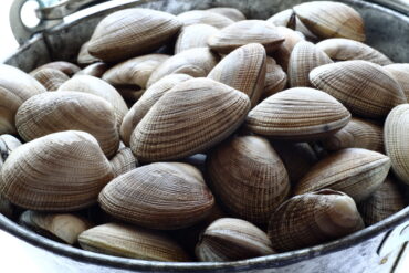 All the Different Types of Clams