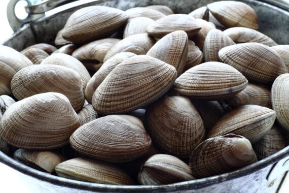 All the Different Types of Clams