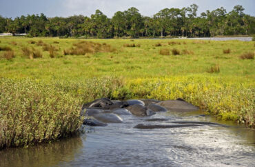 What's the Difference Between a Dugong and a Manatee?