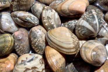 All the Different Types of Clams