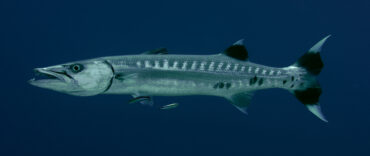 Amazing Barracuda Teeth Facts - American Oceans