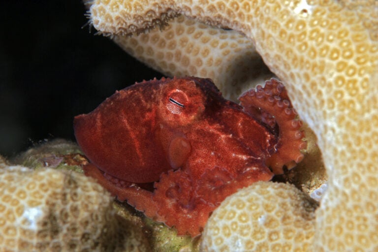 8 Small Octopus Species You're Going to Love