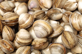 All the Different Types of Clams