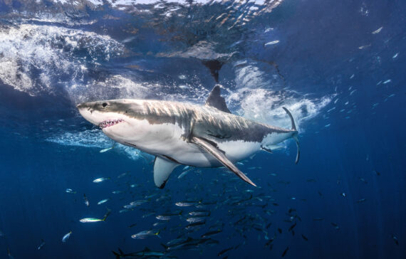 Great White Shark: Facts and Information about the Apex Predator of the ...