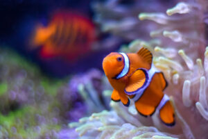 The 15 Types of Clownfish