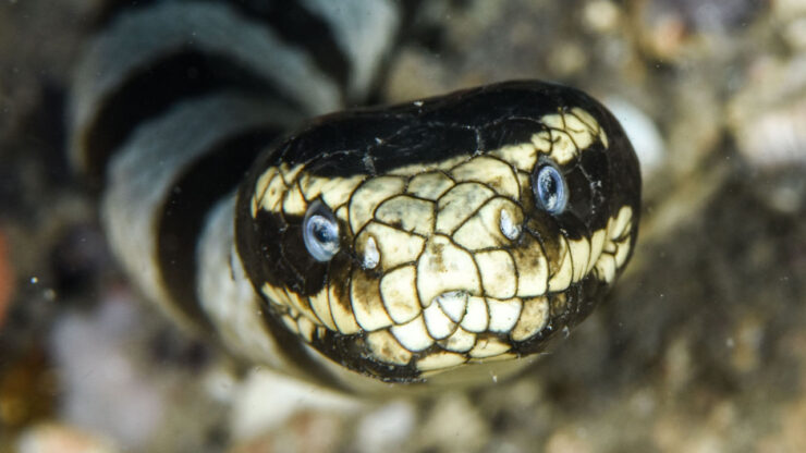 Dangerous Sea Creatures to Know - American Oceans