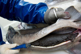 Are Sturgeon Dangerous?