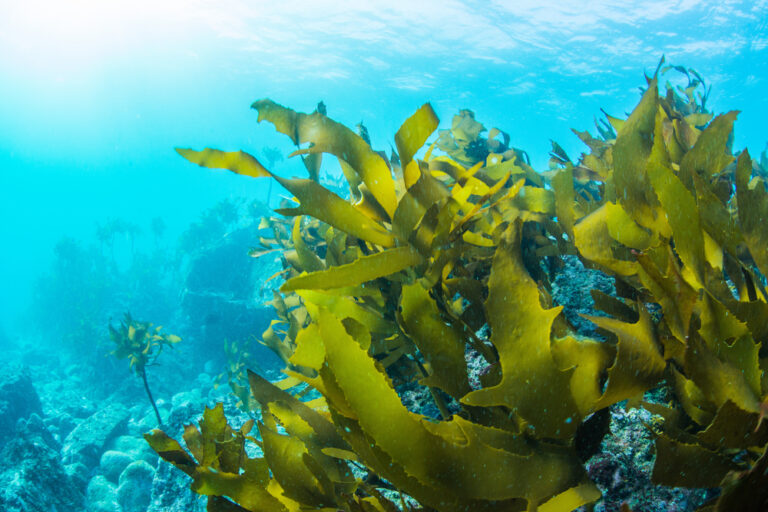 Algae vs Seaweed: What is the Difference?
