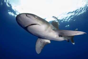 Do Sharks Give Birth?