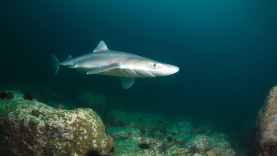 Spiny Dogfish - American Oceans