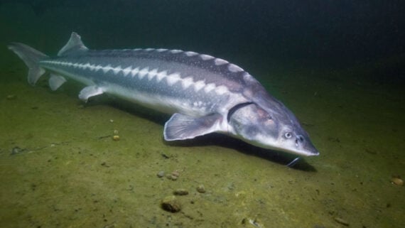Sturgeon Size - American Oceans