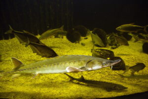 15 Types of Sturgeon: Fish Species That Have Survived for Millions of ...