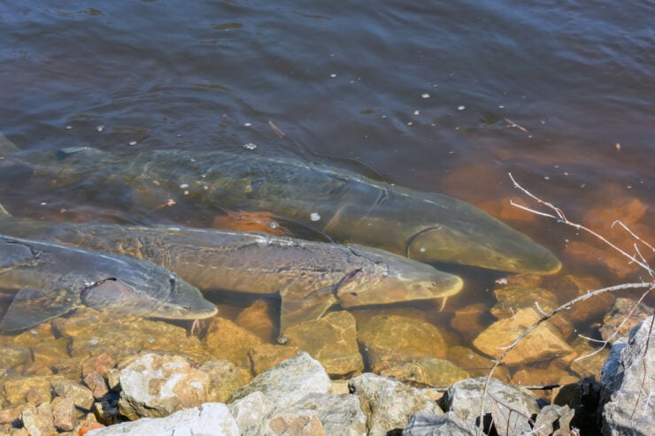 15 Types of Sturgeon: Fish Species That Have Survived for Millions of Years