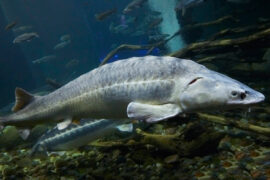 What is a Sturgeon?
