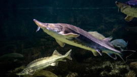 15 Types of Sturgeon: Fish Species That Have Survived for Millions of Years