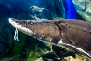 15 Types of Sturgeon: Fish Species That Have Survived for Millions of Years