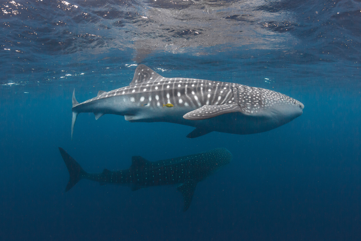 Are Whale Sharks Dangerous Are Whale Sharks Dangerous