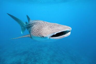 Sharks in Japan