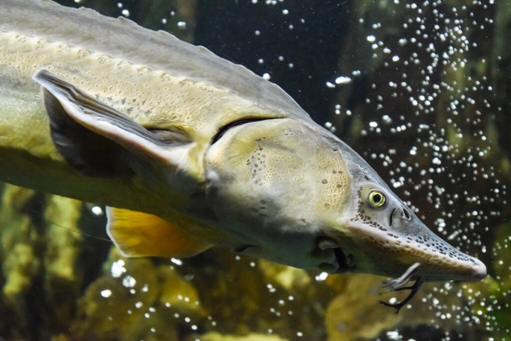 15 Types of Sturgeon: Fish Species That Have Survived for Millions of Years