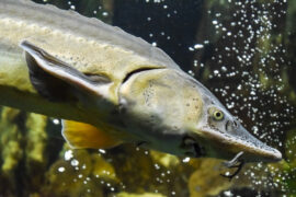 15 Types of Sturgeon: Fish Species That Have Survived for Millions of Years