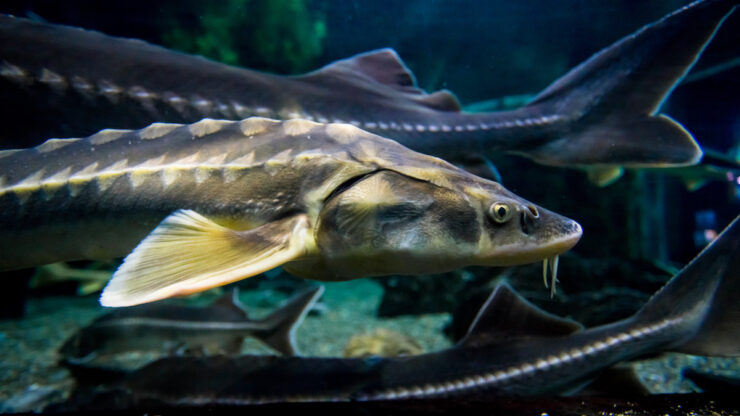 15 Types of Sturgeon: Fish Species That Have Survived for Millions of Years