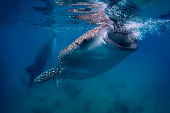 3 Species of Filter Feeding Sharks to Know