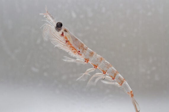 What Are Krill?