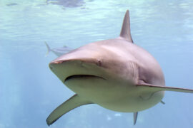 How Smart Are Sharks?