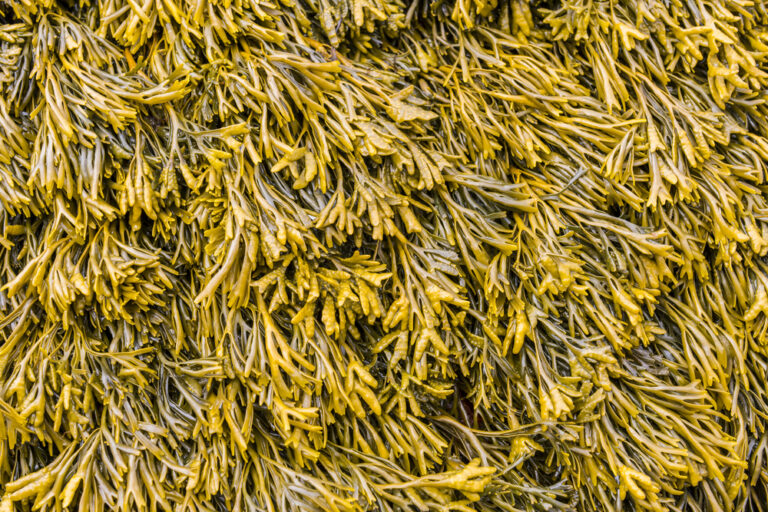 Is Seaweed a Plant?