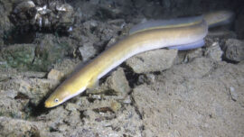 Can You Eat Eel and How Does It Taste?