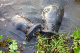 The Difference Between a Sea Cow and a Manatee - American Oceans