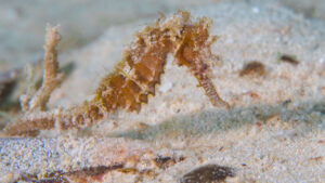 What Do Seahorses Eat?