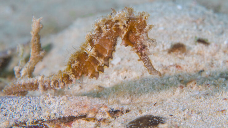 What Do Seahorses Eat?