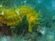 What Do Seahorses Eat?