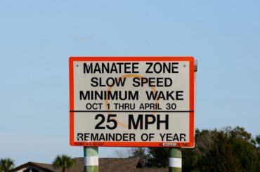 Are Manatee Endangered?